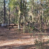 Croom Trail, Florida - 79 Reviews, Map | AllTrails
