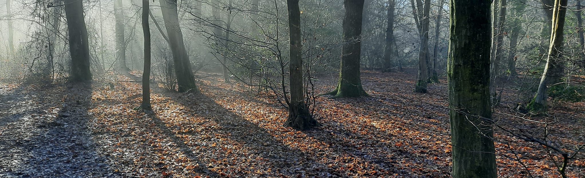 Mad Bess' Wood and Copse Wood Circular: 45 Reviews, Map - London ...