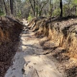 Sandstone Trail, Louisiana - 116 Reviews, Map | AllTrails