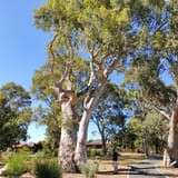 Sturt River Linear Park Trail, South Australia, Australia - 68 Reviews ...