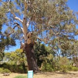 Sturt River Linear Park Trail, South Australia, Australia - 68 Reviews ...