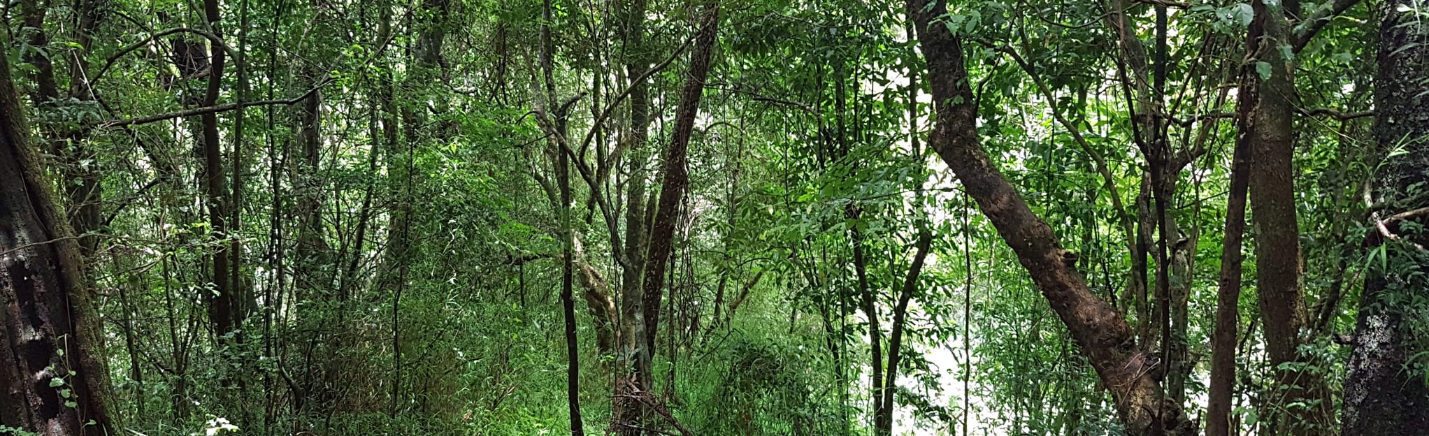 Magoebaskloof Waterfall Walk, Limpopo, South Africa - 4 Reviews, Map ...