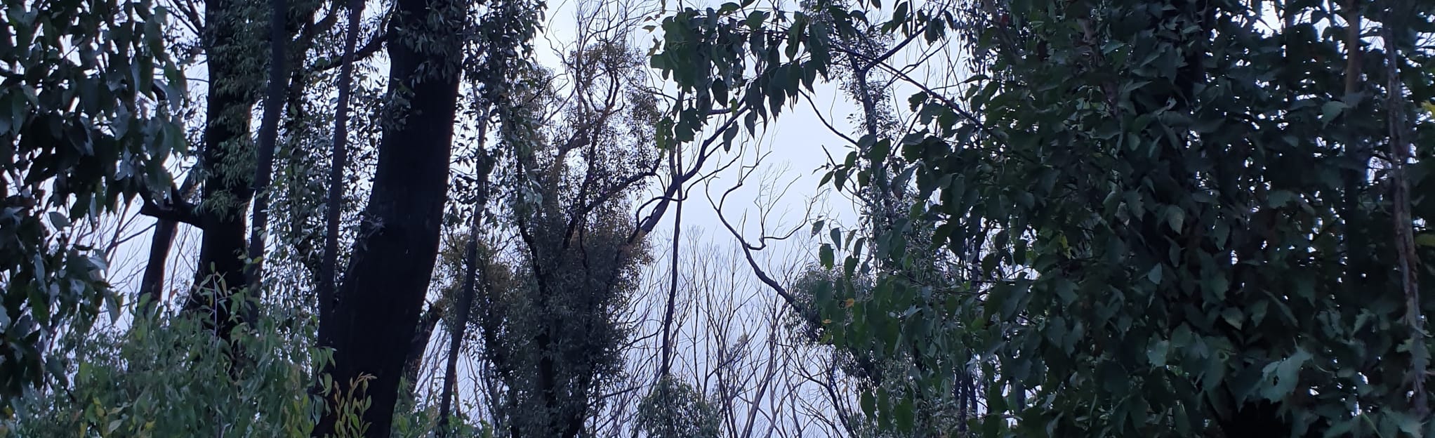 Ferntree Gully Riverview Walk: 4 Reviews, Map - New South Wales ...