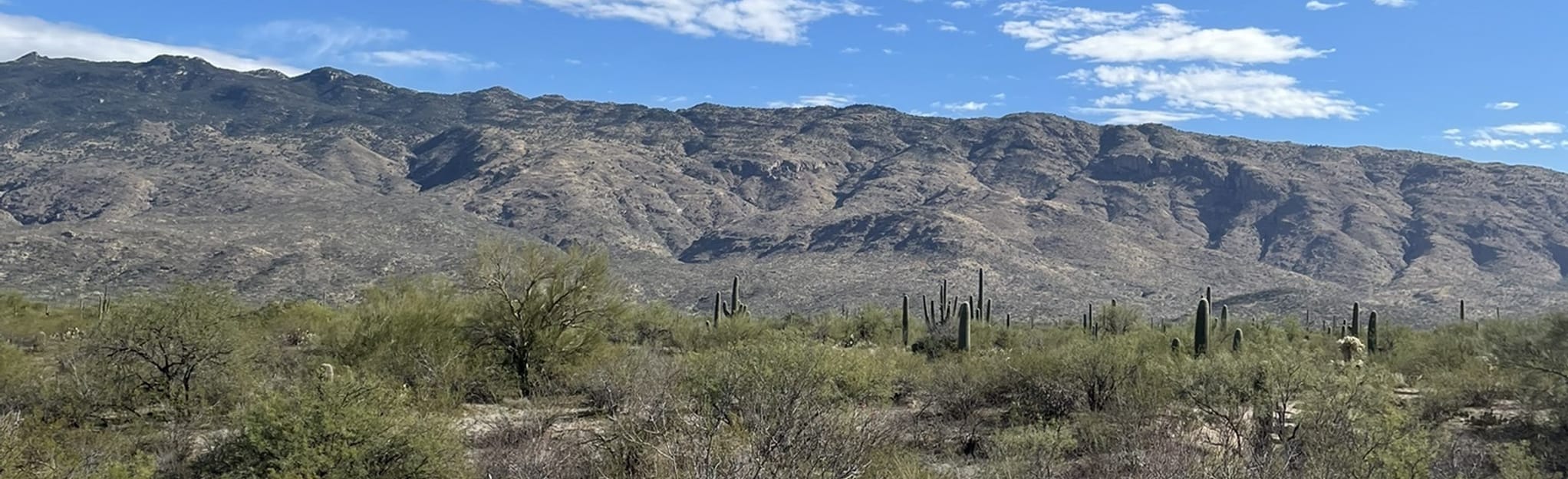 AllTrails | Mica View Trail to Cactus Forest Trail: 1153 Reviews, Map ...