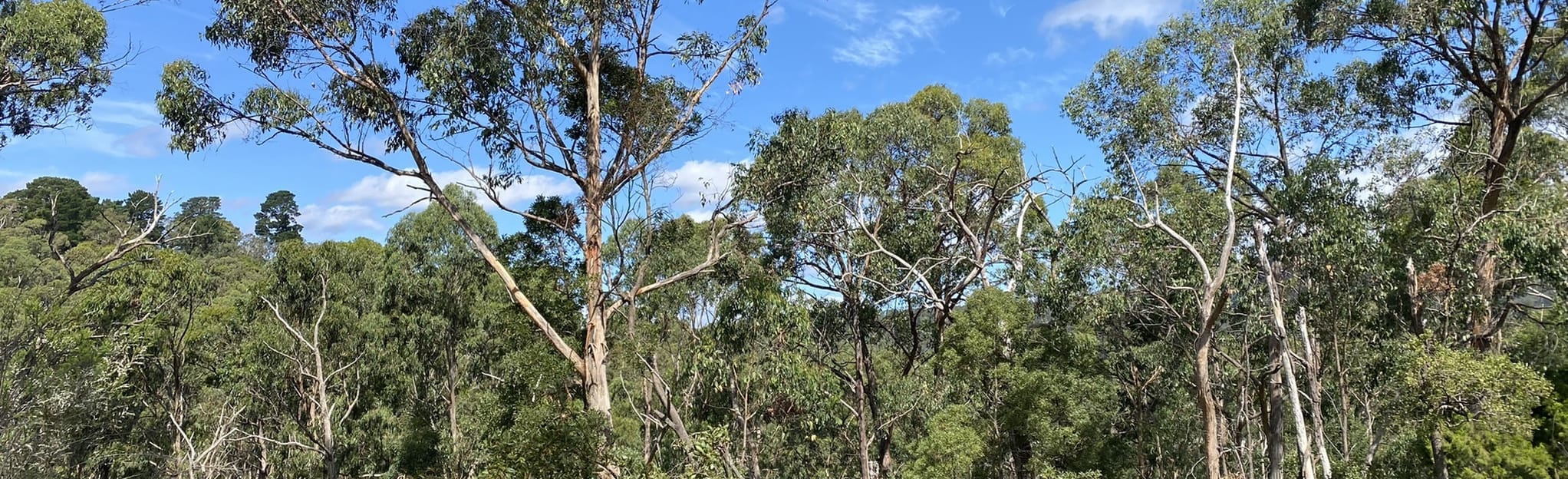 Quinn Reserve Loop, Victoria, Australia - 18 Reviews, Map | AllTrails