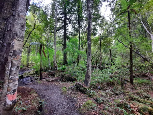 10 Best Trails and Hikes in Stewart Island | AllTrails