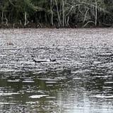 Sheldon Lake State Park Nature Loop, Texas - 187 Reviews, Map | AllTrails