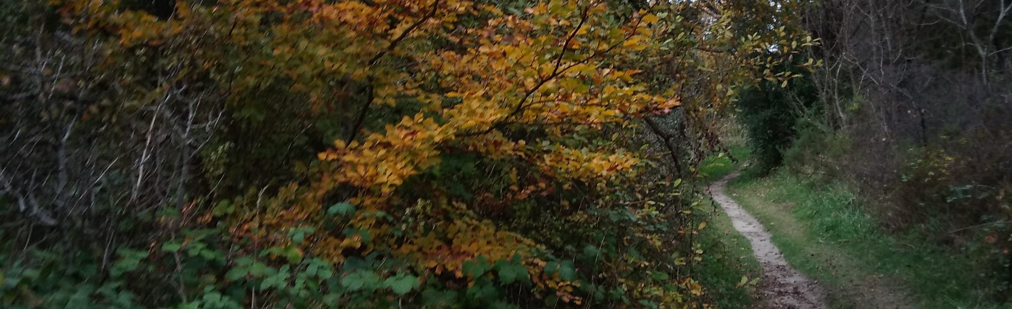 Boucle en Forêt domaniale de Santec : 5 Photos - Finistère, France ...