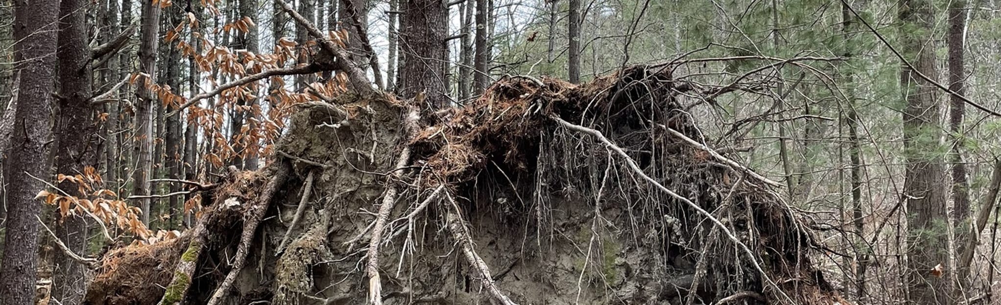 Remick and Yellow Trail, Maine - 34 Reviews, Map | AllTrails