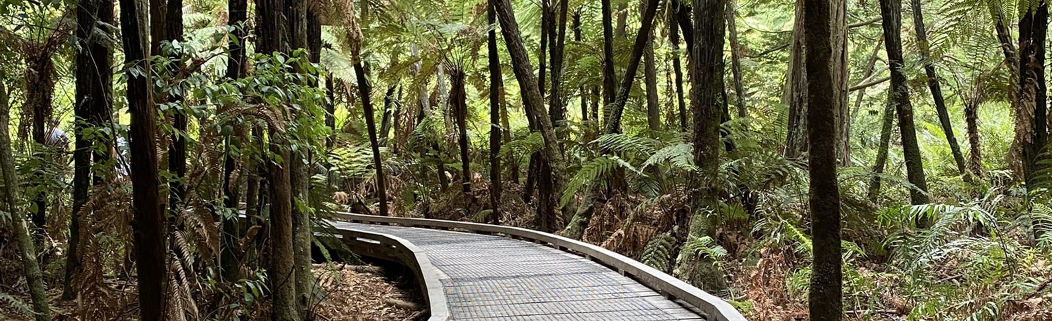 Redwood Quarry Loop Track, Bay of Plenty, New Zealand - 592 Reviews ...