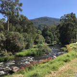 Warburton River Walk, Victoria, Australia - 188 Reviews, Map | AllTrails