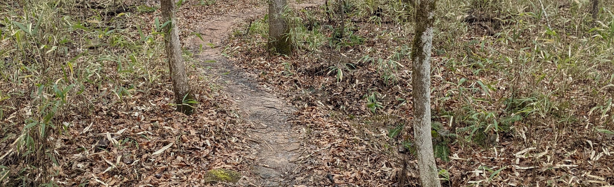 Lake Clark Loop and Sandy Creek Loop, Georgia - 21 Reviews, Map | AllTrails
