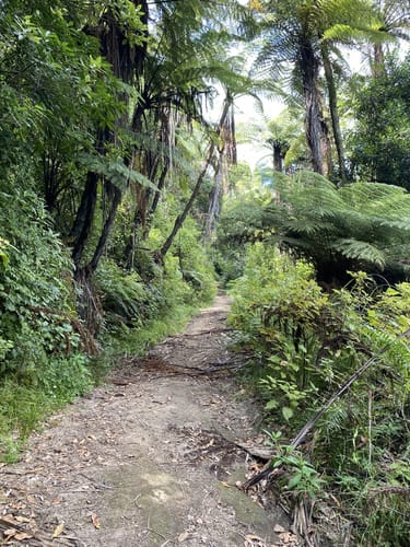 Best Hikes and Trails in Lake Rotoiti and Lake Rotoma Scenic Reserves ...