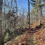 Lumber Ridge Trail, Tennessee - 211 Reviews, Map | AllTrails