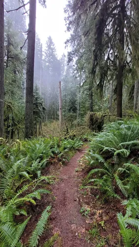 10 Best Forest Trails in Capitol State Forest | AllTrails