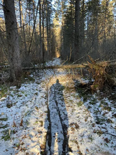 10 Best Short Trails in Limerick Forest (South) | AllTrails