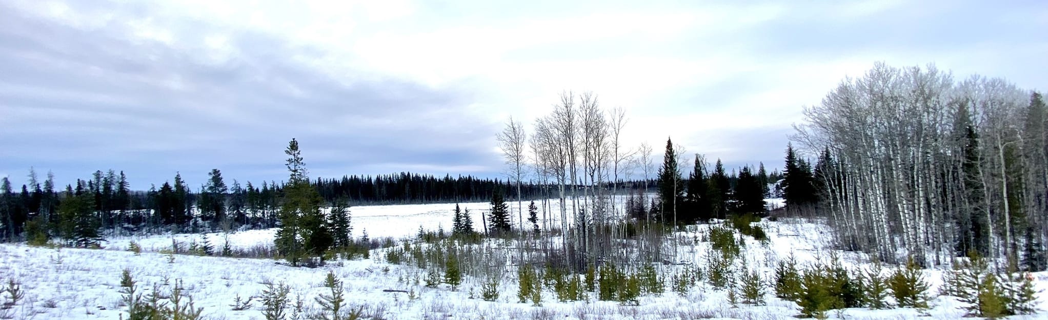 Nitehawk Ridgeline Loop: 5 Reviews, Map - Alberta, Canada | AllTrails