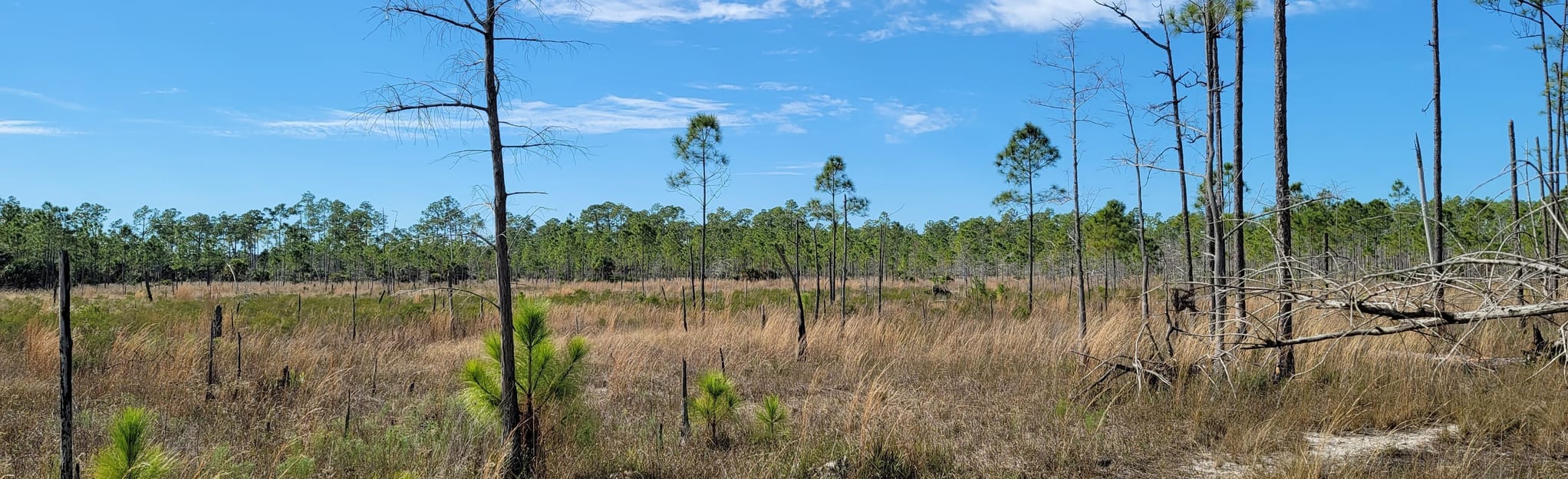 Picayune Strand Forest Yellow Loop | Map, Guide - Florida | AllTrails