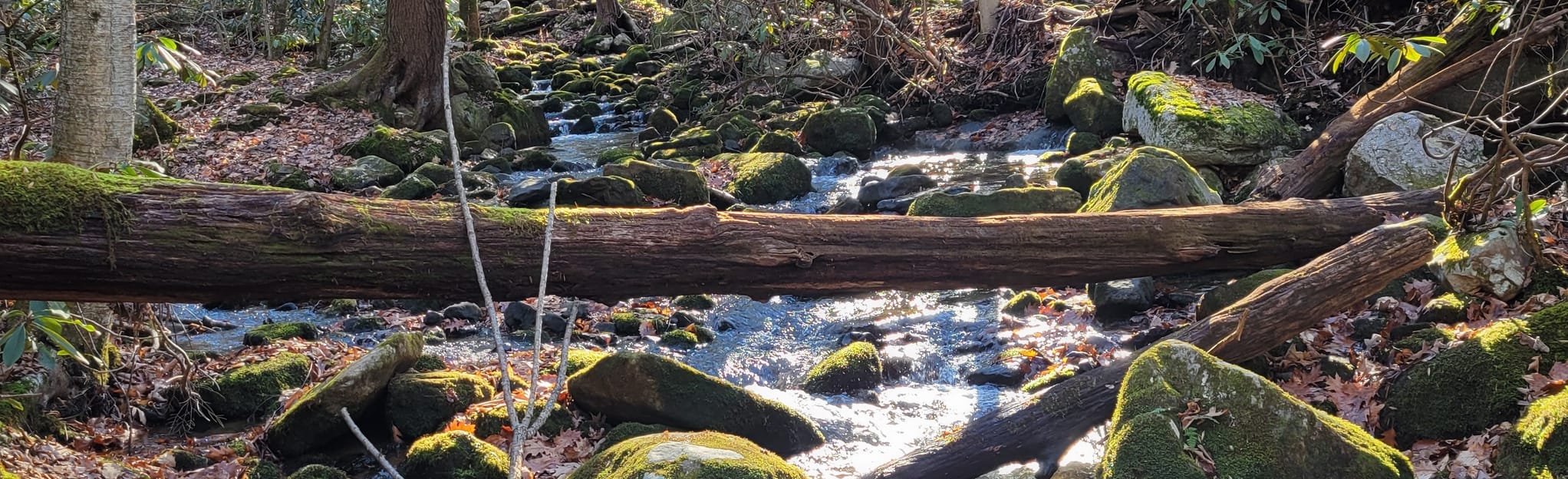 Bear Run Orange Loop: 200 Reviews, Map - Pennsylvania | AllTrails