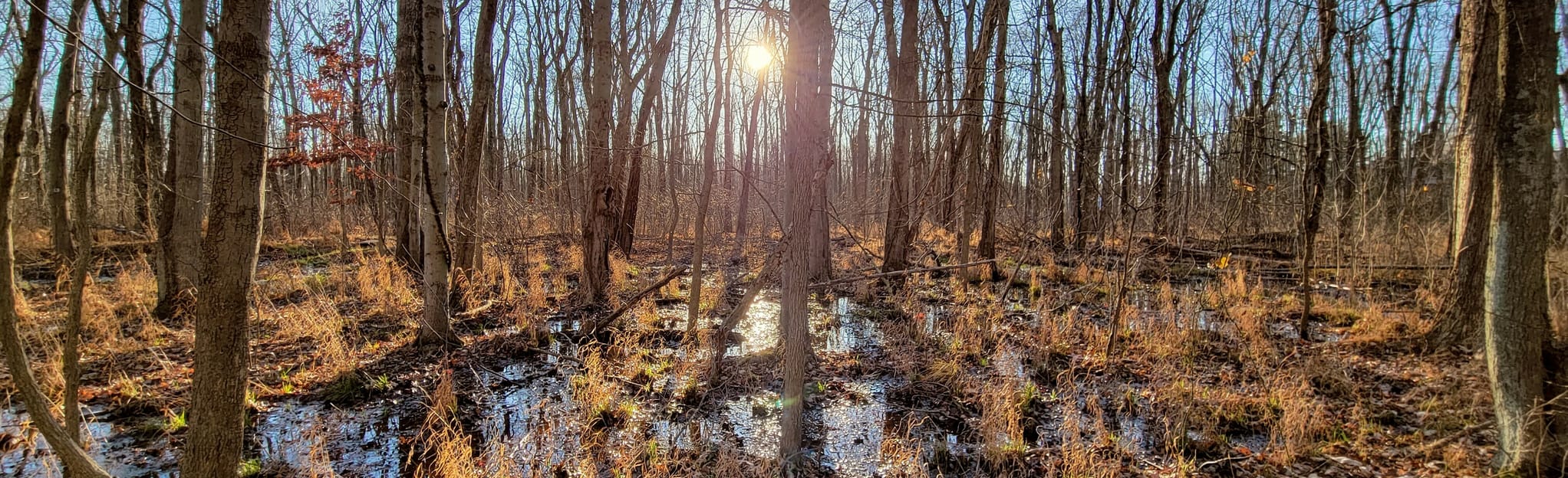 Ash Brook Swamp and Pine Hill Trail, New Jersey - 11 Reviews, Map ...