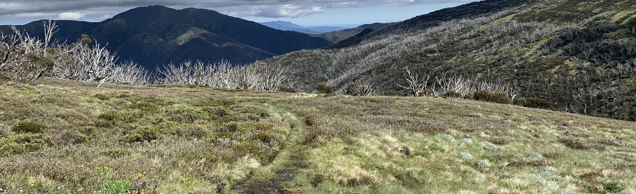 Dibbins Hut via Tawonga Huts: 60 Fotos - Victoria, Australien | AllTrails