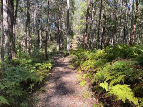 Best Hikes and Trails in Eumundi Conservation Park | AllTrails