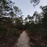 Timberlake Trail, Florida - 354 Reviews, Map | AllTrails