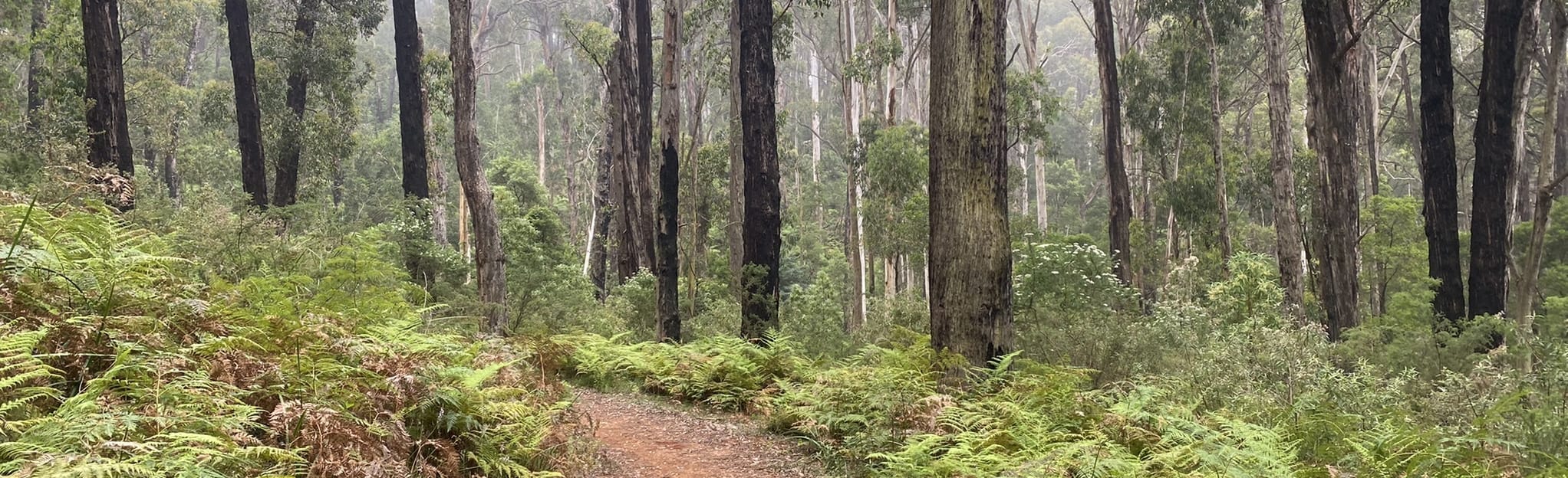 Wols and Rib Track: 50 Reviews, Map - Victoria, Australia | AllTrails