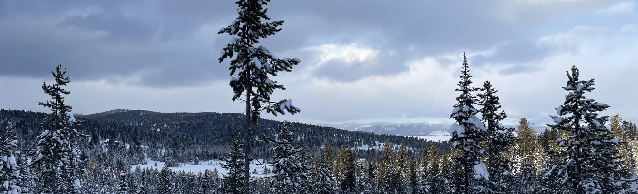 Denny Creek Loop via Targhee Pass: 11 Reviews, Map - Montana | AllTrails