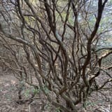 Reddish Knob Trail, Virginia - 21 Reviews, Map | AllTrails