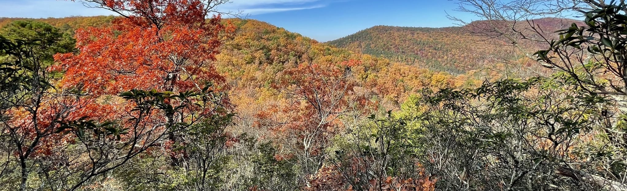 Wildcat Ridge Trail, Virginia - 176 Reviews, Map | AllTrails