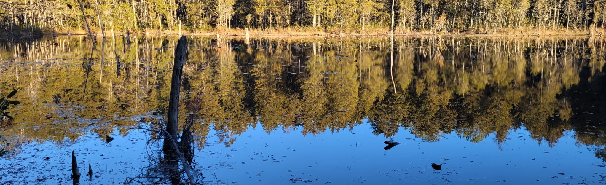 Shealy’s Pond Trail, South Carolina - 59 Reviews, Map | AllTrails