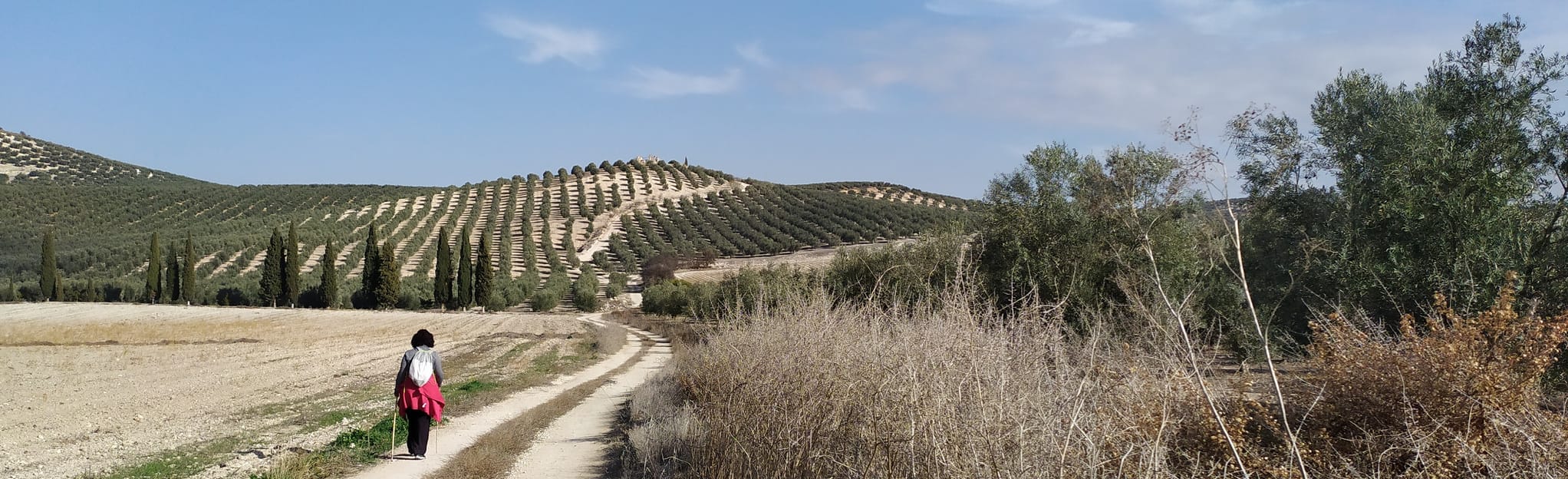 Quejigo de Jurtiga via Camino del Cortijo Doctor de Pilas | Map, Guide ...
