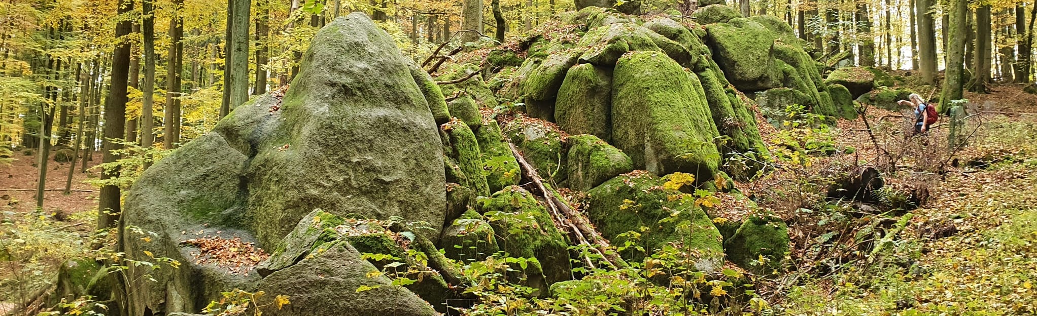 Loop trail Wald-Erlenbach 3: 0 Reviews, Map - Hesse, Germany | AllTrails