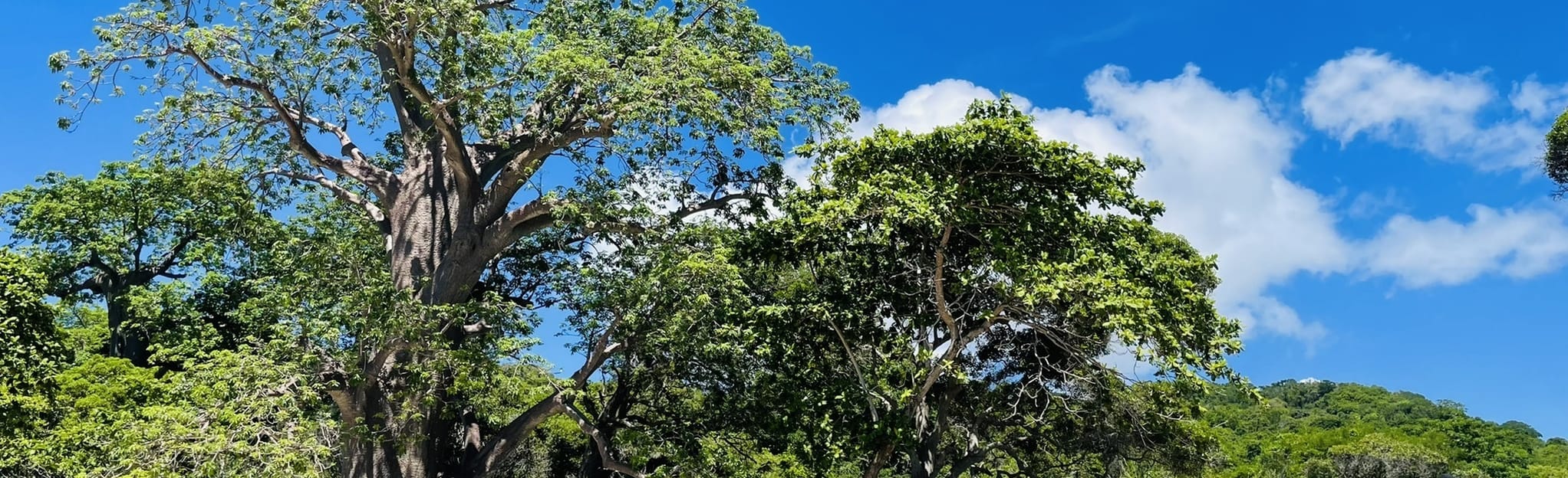 Plage de M'Tsamoudou - Plage KoloBatsoumou via Plage de Salizey ...