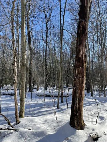10 Best Hikes and Trails in Au Sable State Forest | AllTrails