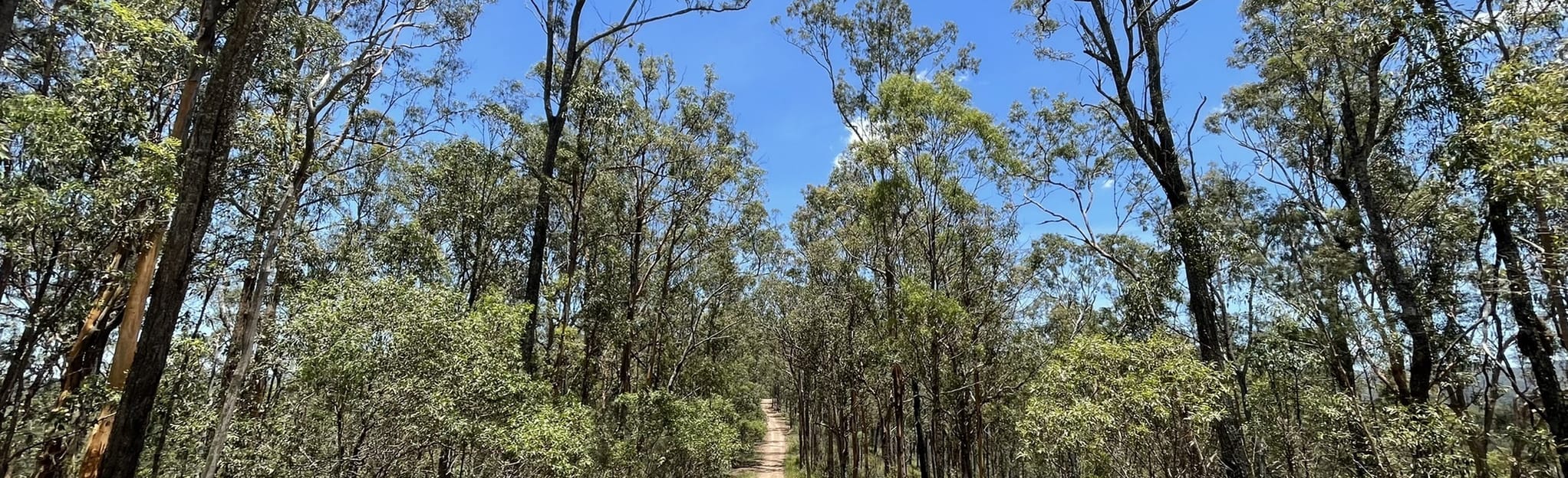 Mount Nebo Track : 43 Reviews, Map - Queensland, Australia | AllTrails