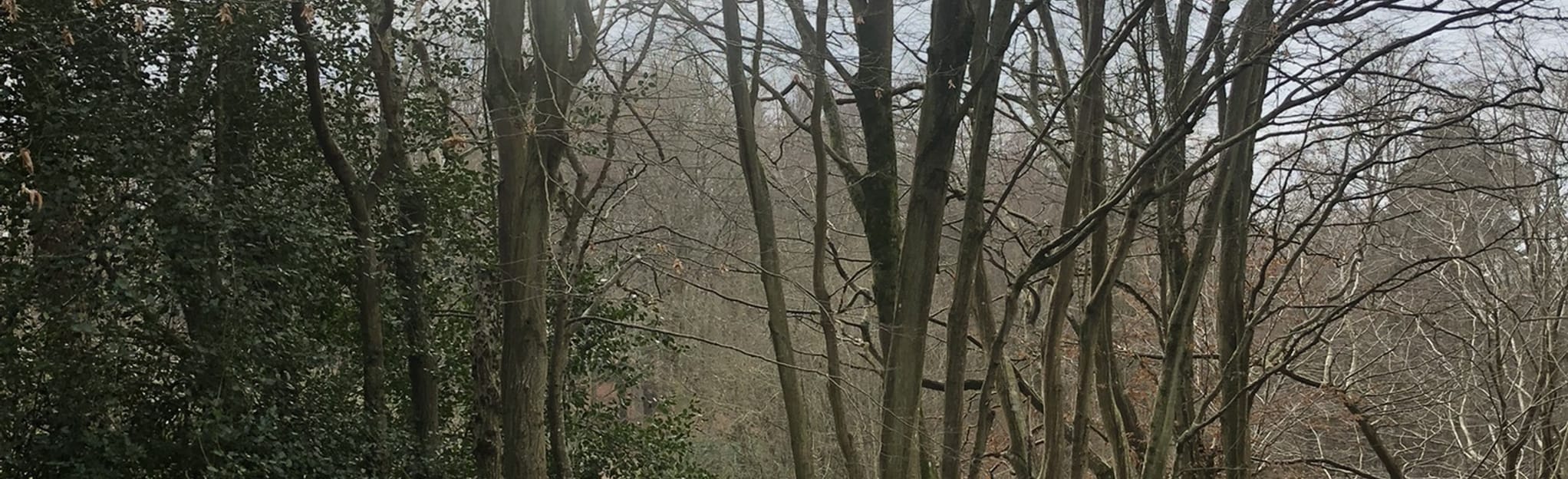 Brede High Woods: 84 Reviews, Map - East Sussex, England | AllTrails