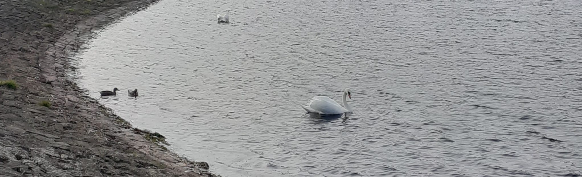 Templeton Woods and Clatto Reservoir, Dundee City, Scotland - 4 Reviews ...