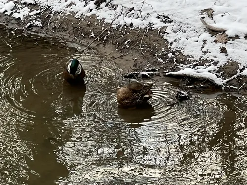 Best Hikes and Trails in Moses Springer Park | AllTrails