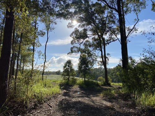 Best Hikes and Trails in Eumundi Conservation Park | AllTrails