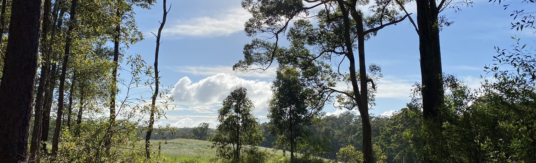 Eumundi Northern Loop: 11 Reviews, Map - Queensland, Australia | AllTrails