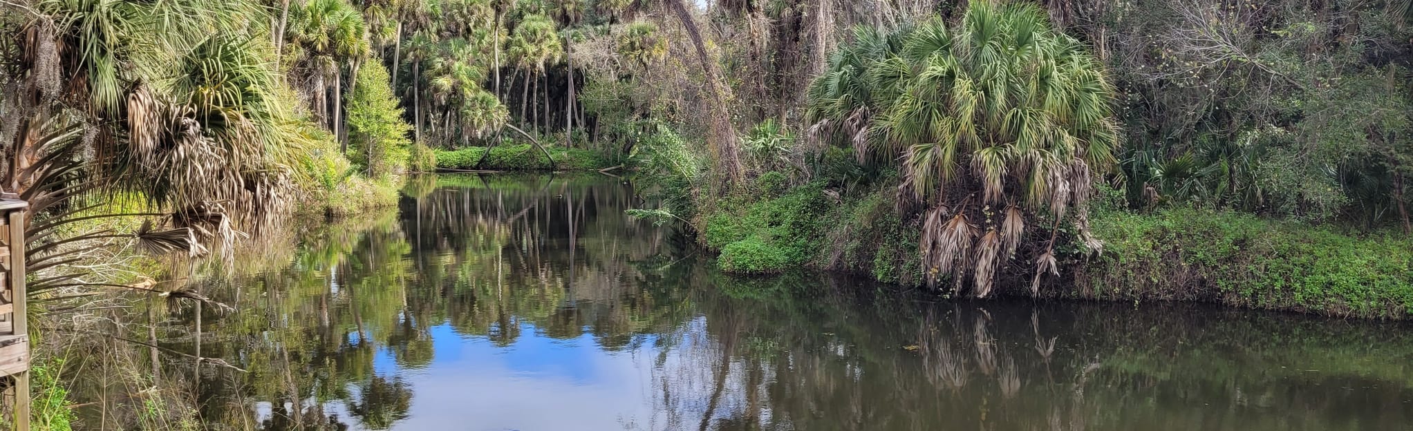 Sand Pine Ridge Trail to Hammock Loop Trail, Florida - 323 Reviews, Map ...