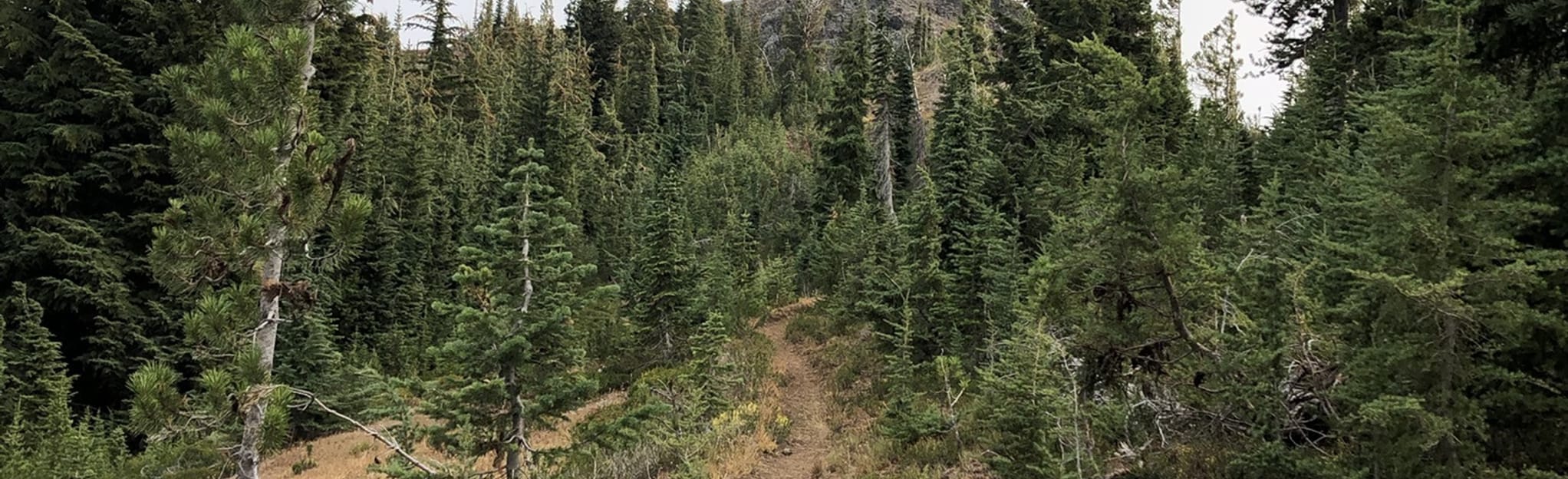 Huckleberry Mountain Trail, Oregon - 5 Reviews, Map | AllTrails