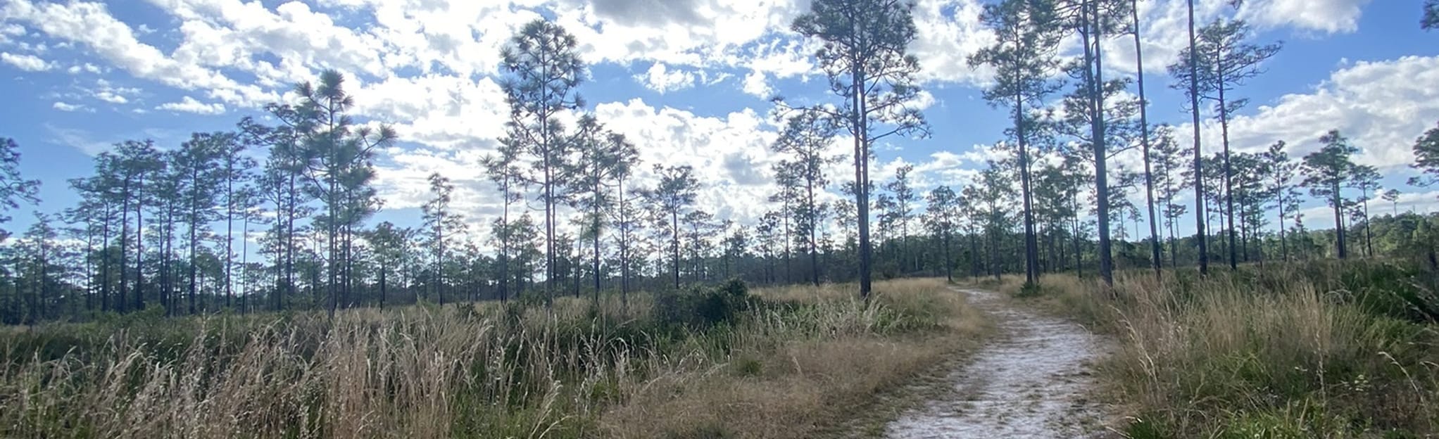 Loblolly, Turpentine, and Wildflower Trail Loop, Florida - 40 Reviews ...
