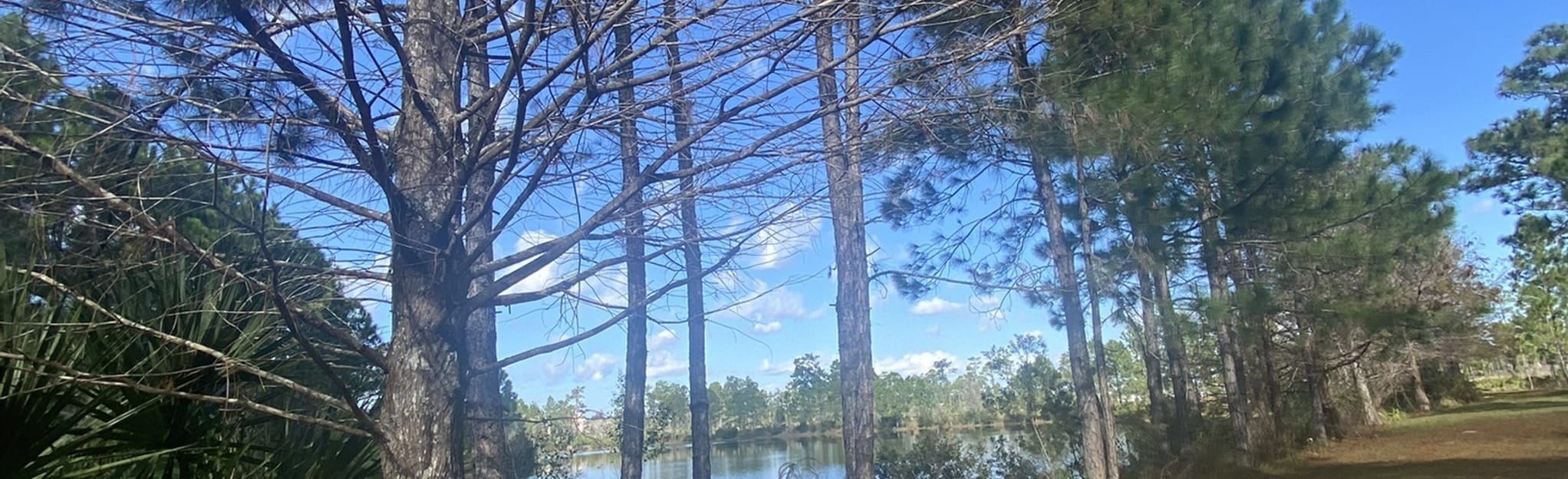 Turpentine Trail via Wildflower Trail: 31 Reviews, Map - Florida ...