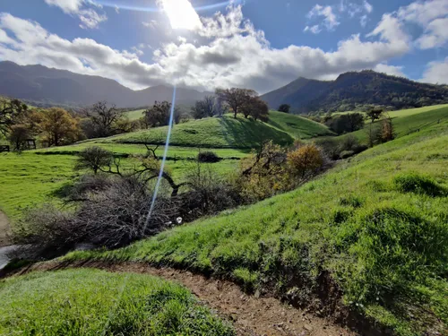 Best Forest Trails in Mount Diablo State Park | AllTrails