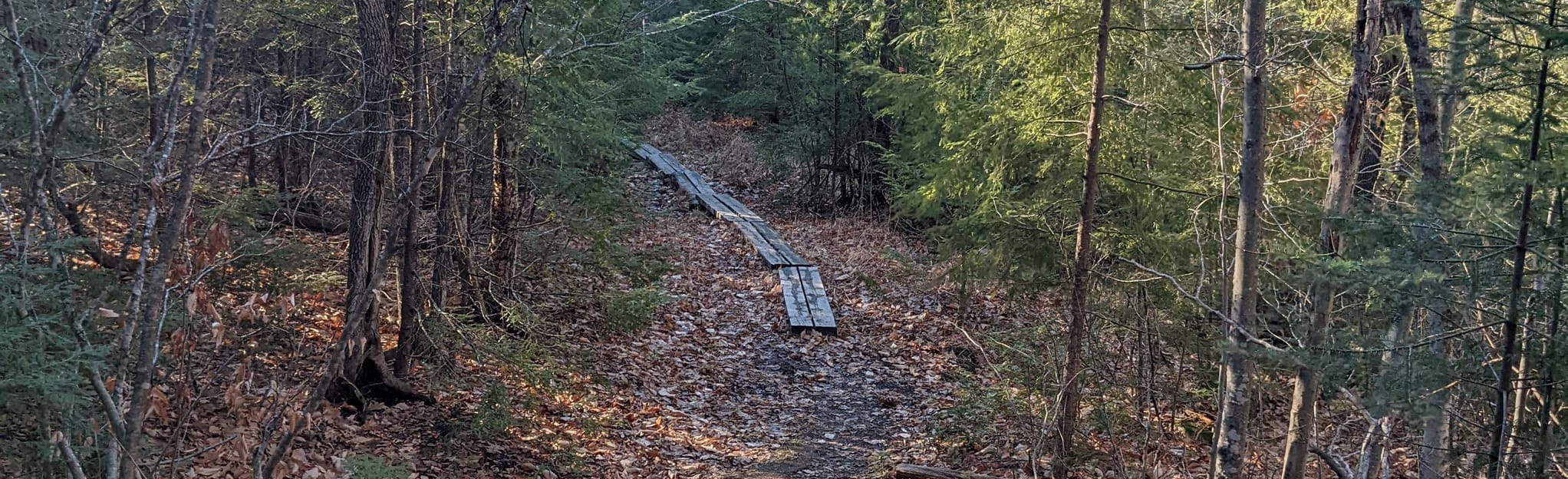 Bald Pate Mountain Moose Trail: 27 Reviews, Map - Maine | AllTrails
