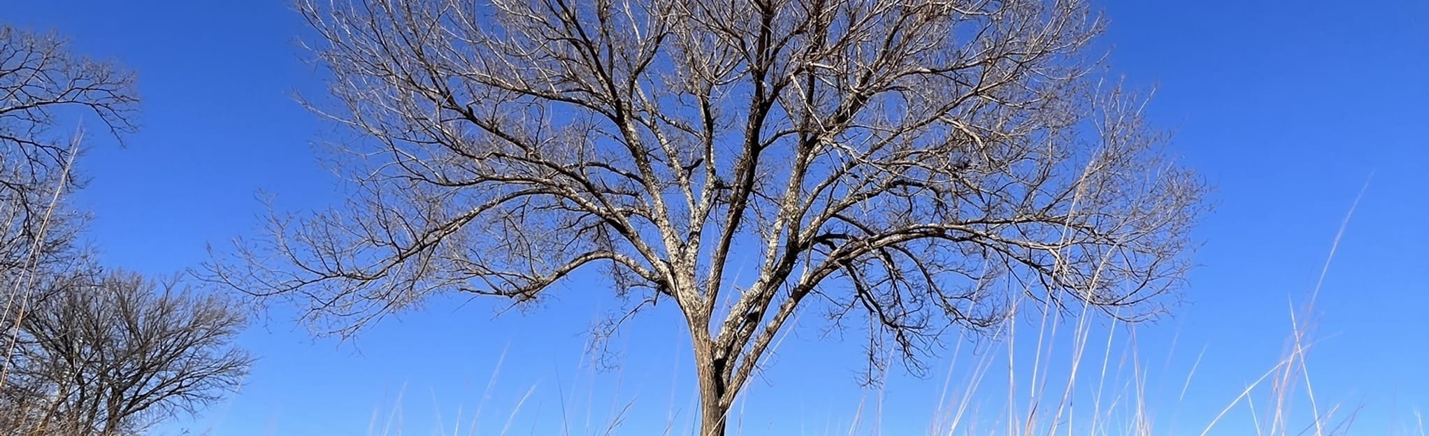 Landon Nature Trail, Kansas - 80 Reviews, Map | AllTrails