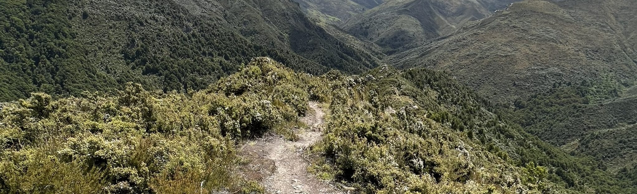 Steep Hill Road to Jubilee Hut: 12 Reviews, Map - Otago, New Zealand | AllTrails